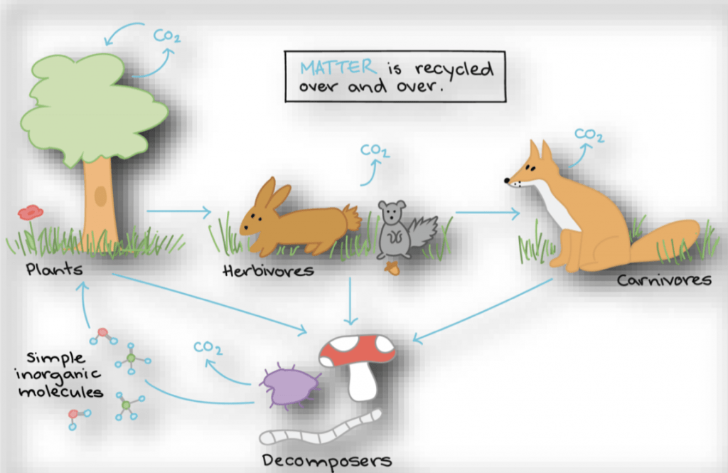 Teaching Recycling and Ecosystem in Daycare Classroom